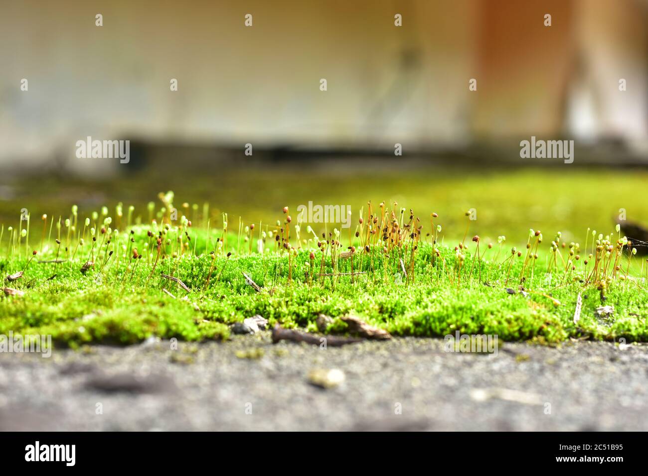 Beautiful green moss on the floor, moss closeup, macro. Beautiful ...