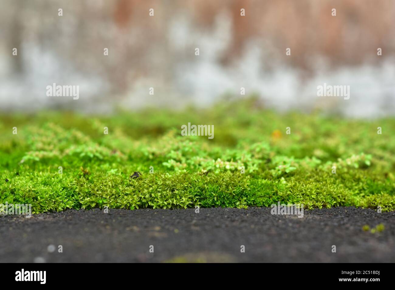 Beautiful green moss on the floor, moss closeup, macro. Beautiful ...