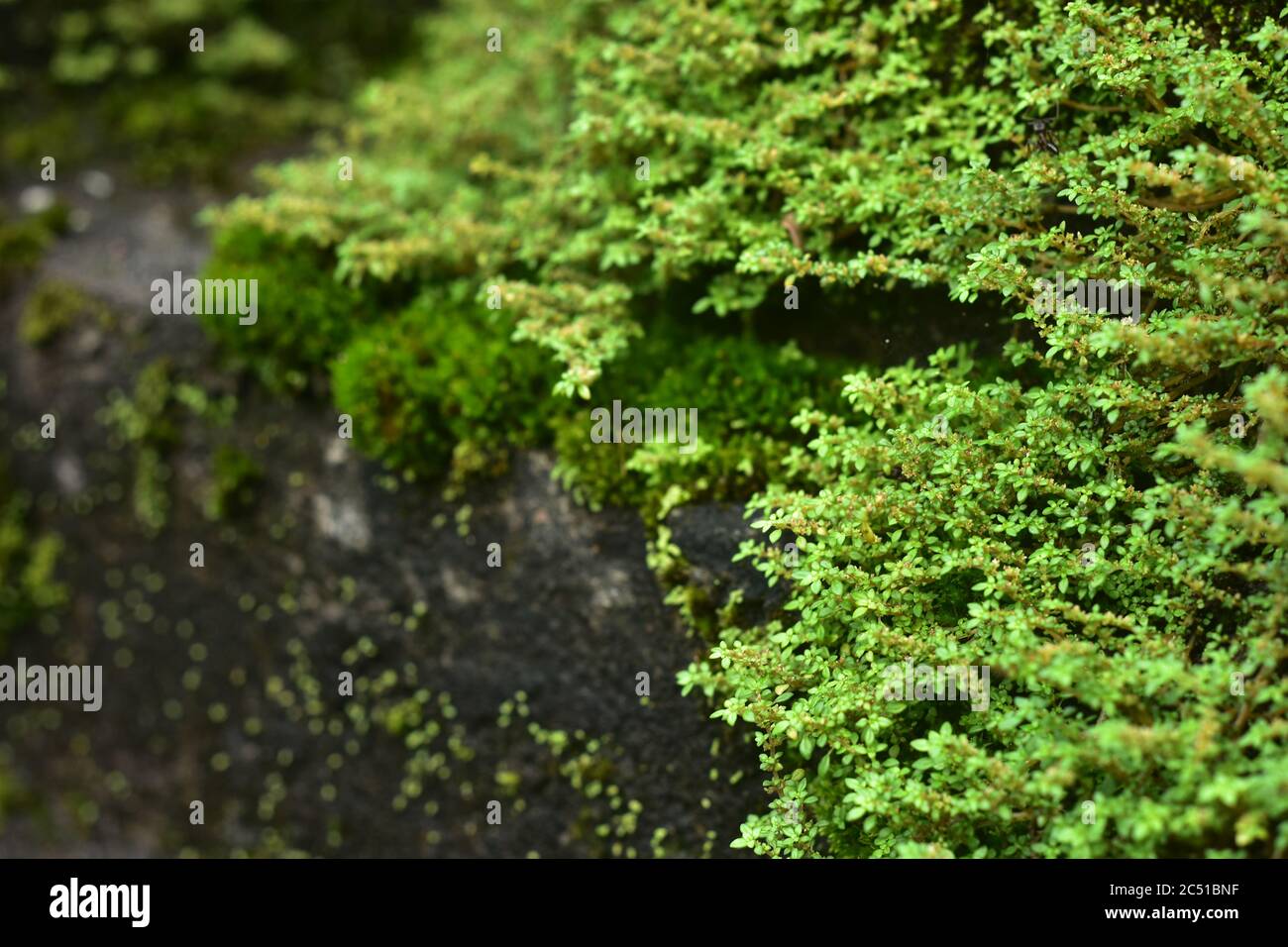 Beautiful green moss on the floor, moss closeup, macro. Beautiful ...