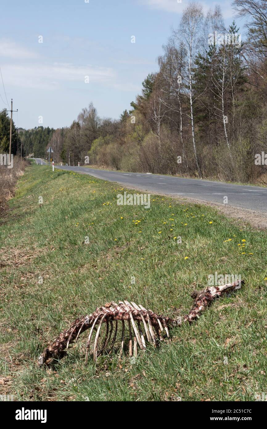 Eaten deer hi-res stock photography and images - Alamy