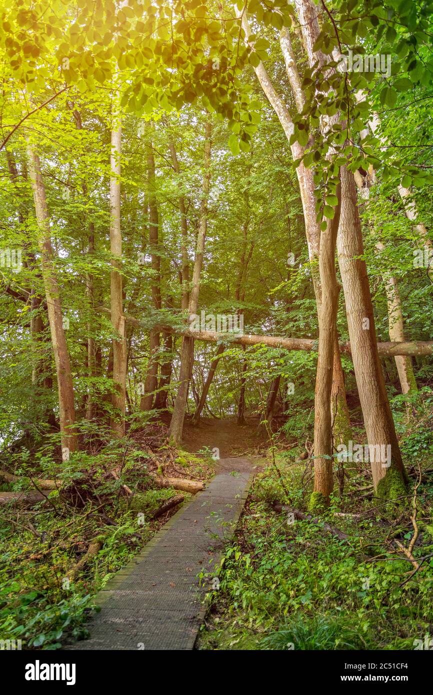 Romantic foot path through green enchanted forest Stock Photo - Alamy