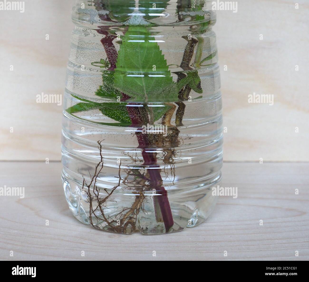 peppermint (scientific name Mentha x piperita) and summer savory herb ...