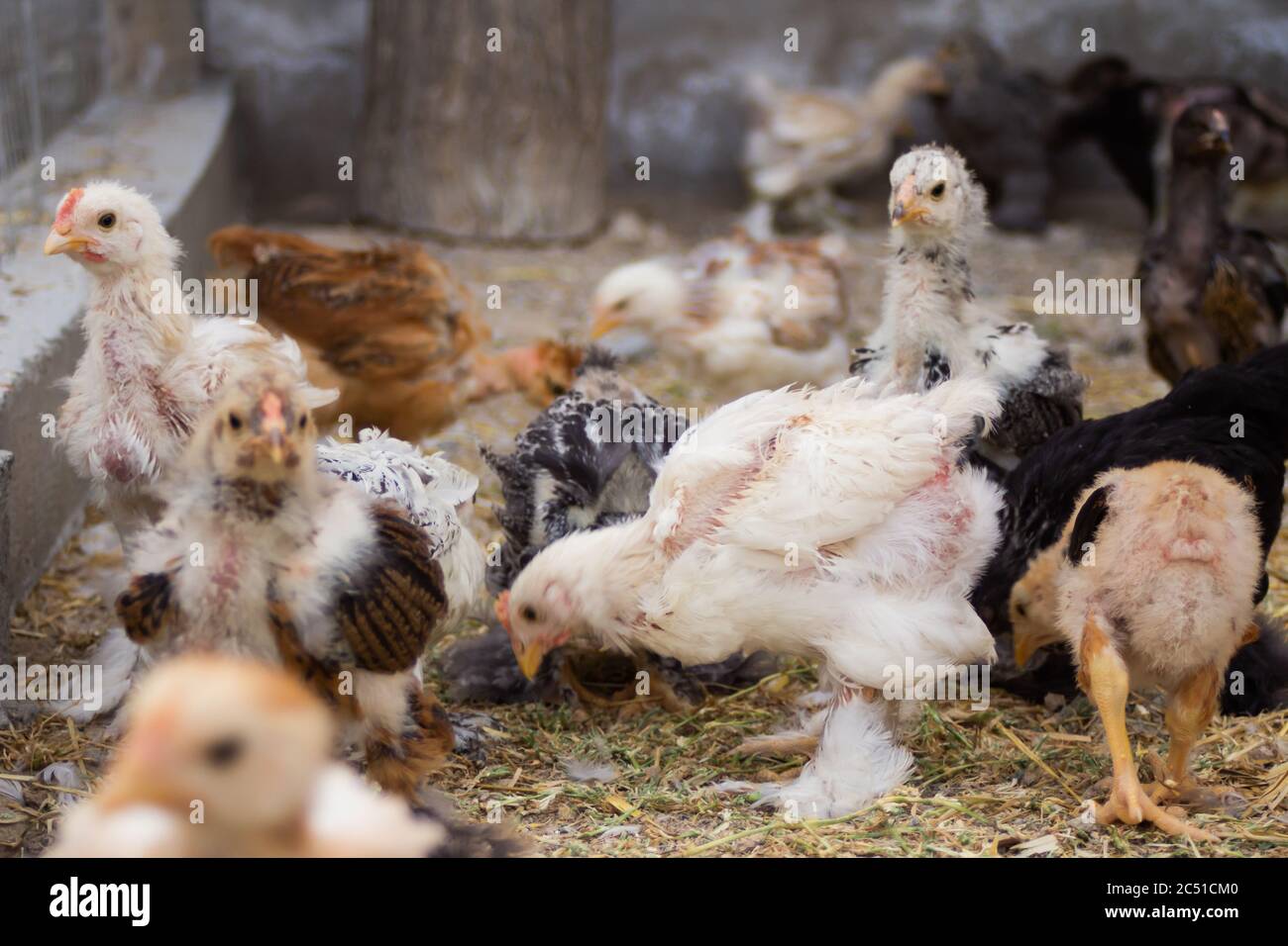 Little colorful chickens running around the garden Stock Photo - Alamy