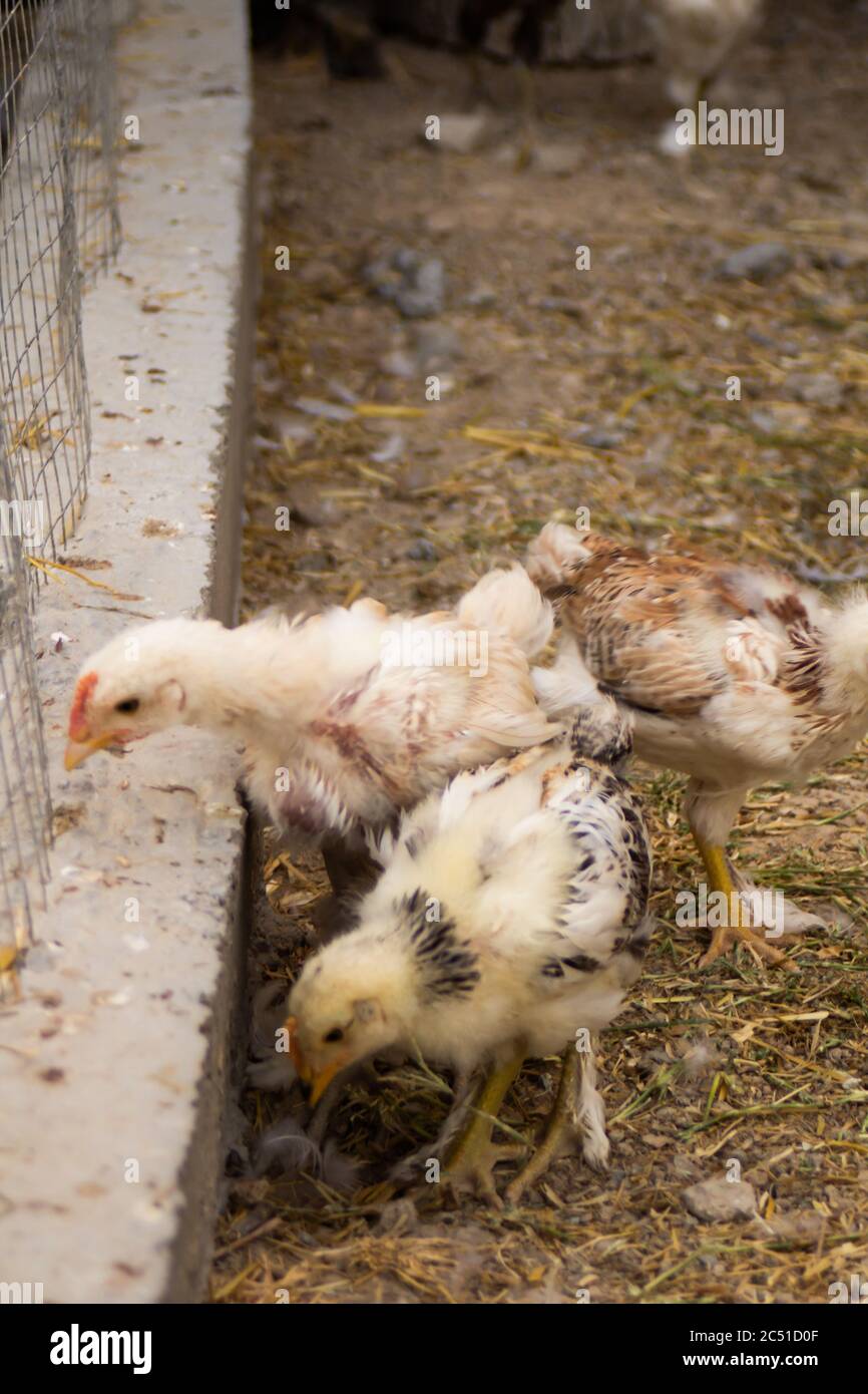 Baby Chicks Running Around