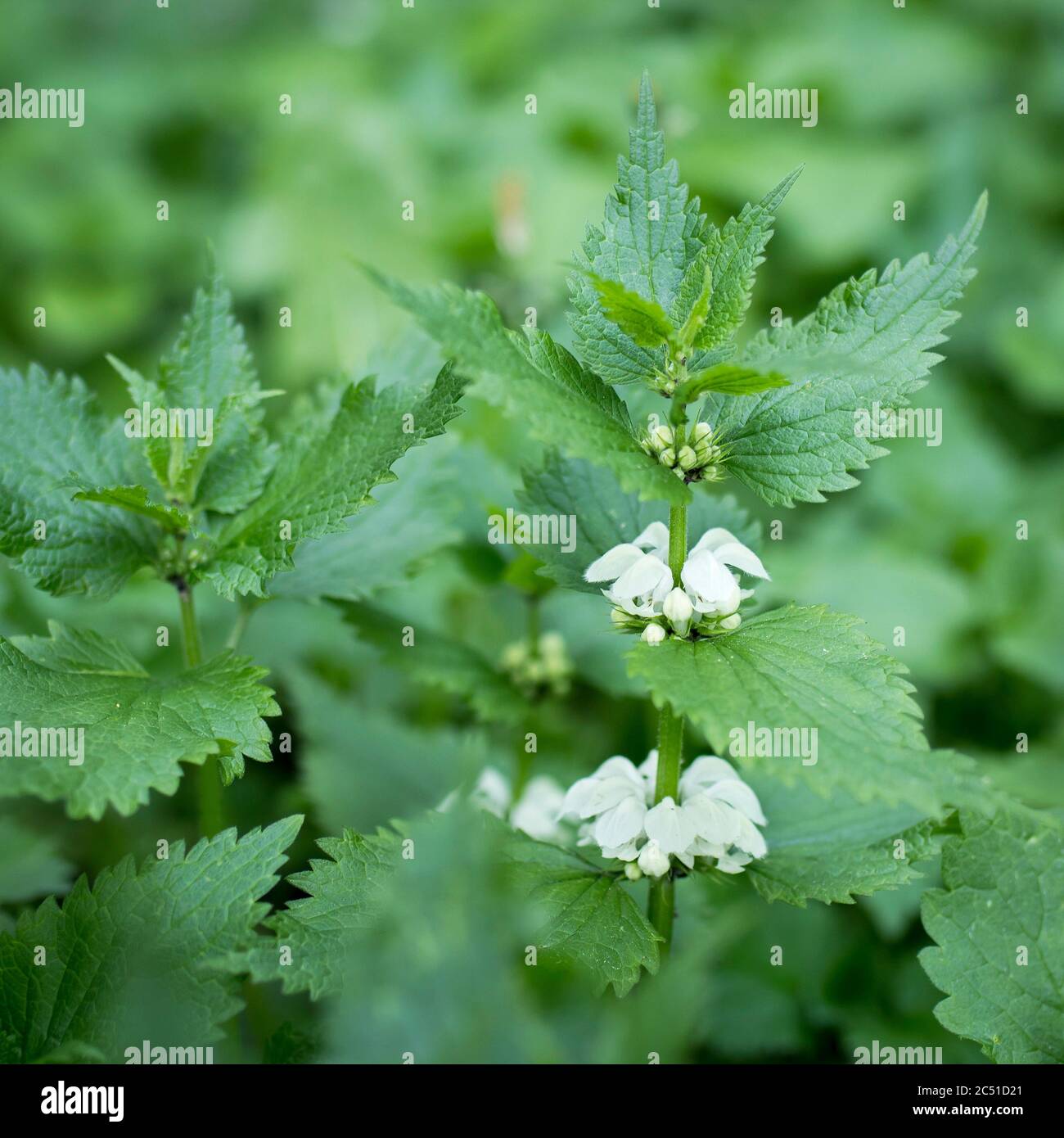 White dead-nettle, Lamium album, weed blooming close-up, selective ...