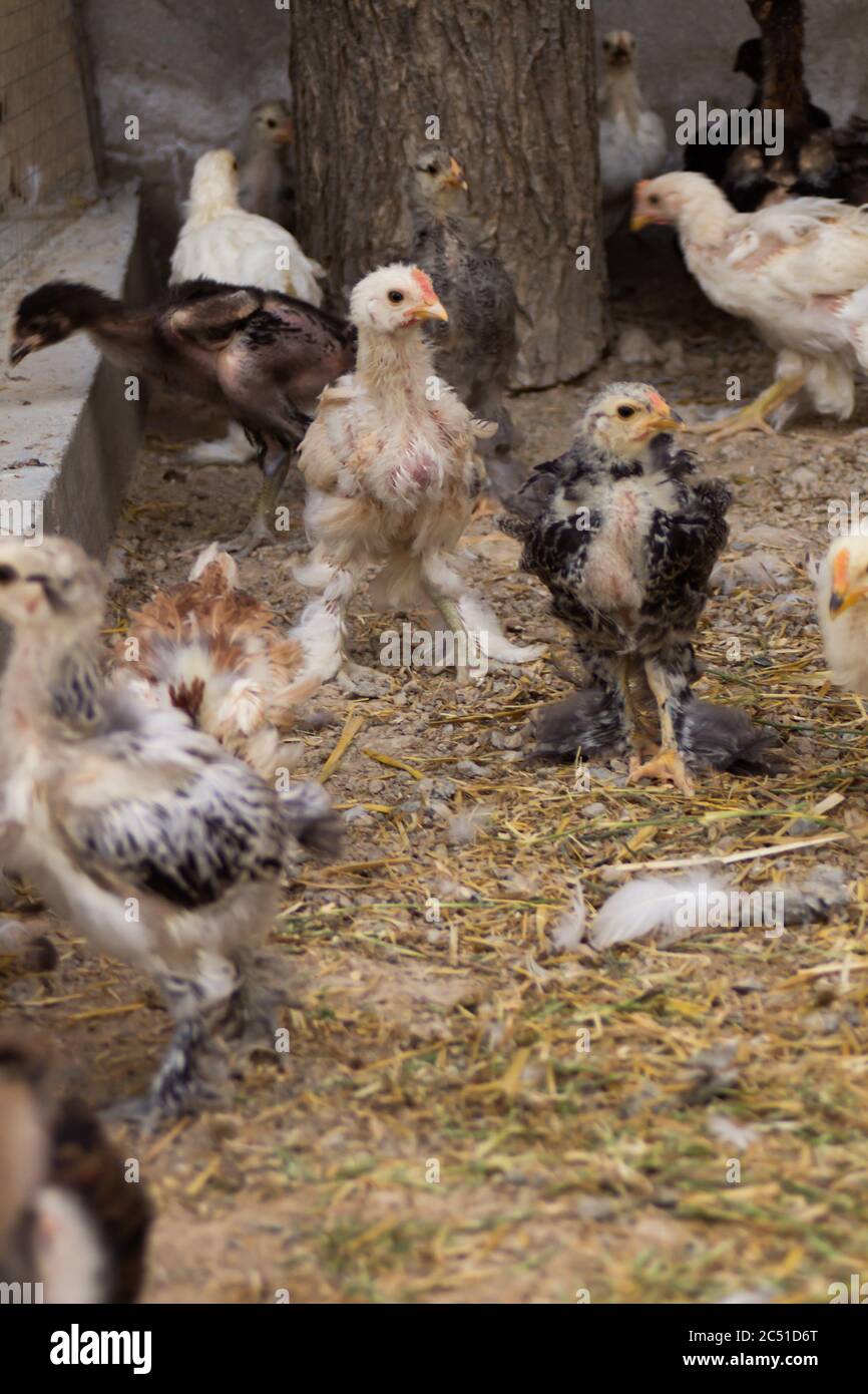 Little colorful chickens running around the garden Stock Photo - Alamy