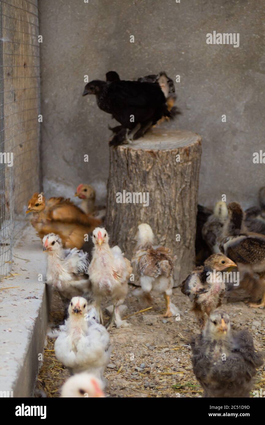 Little colorful chickens running around the garden Stock Photo - Alamy