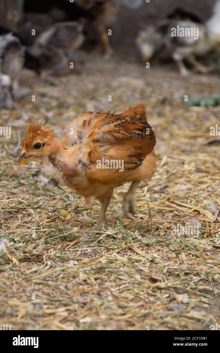 Little colorful chickens running around the garden Stock Photo - Alamy