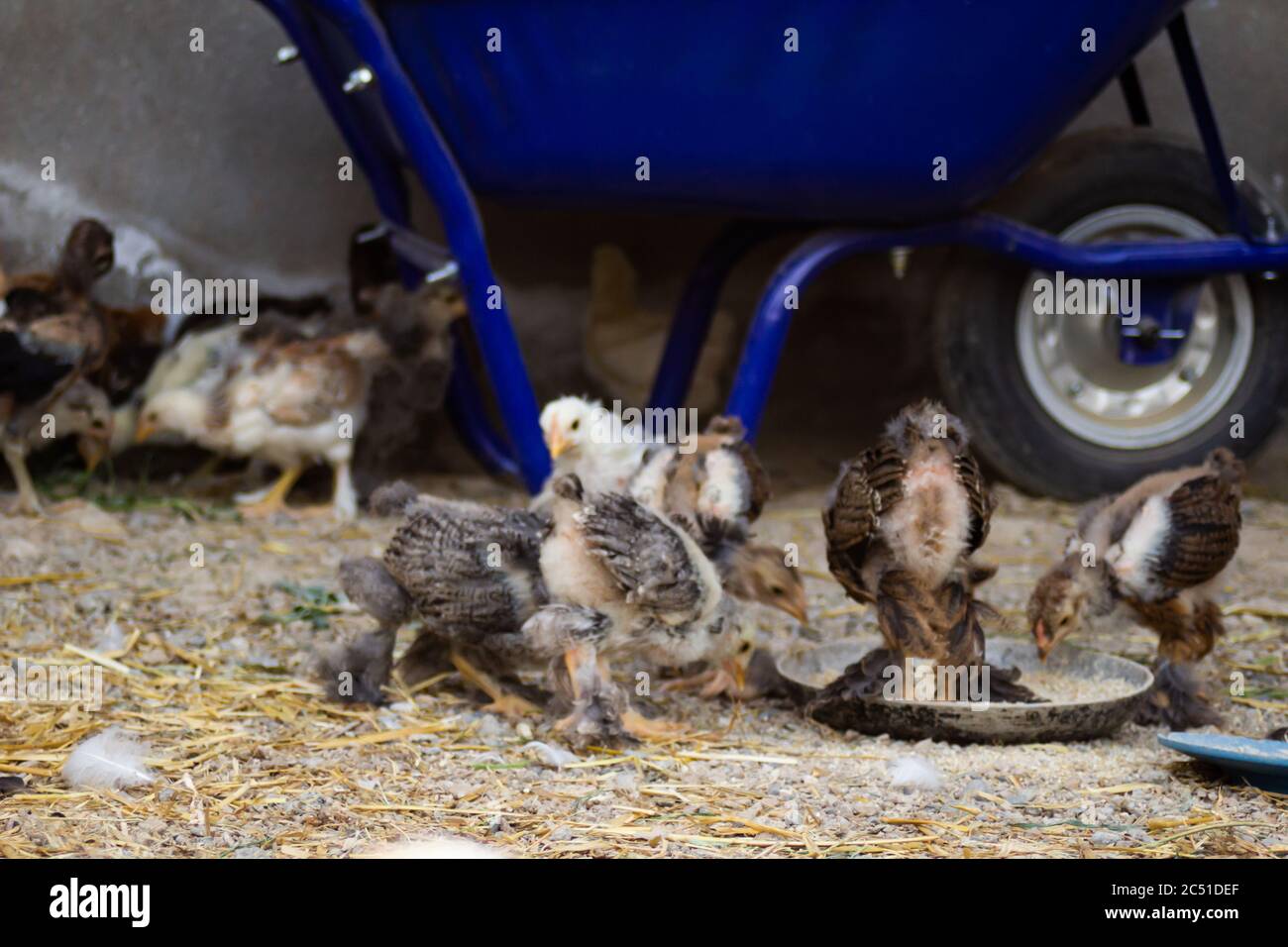 Little colorful chickens running around the garden Stock Photo - Alamy