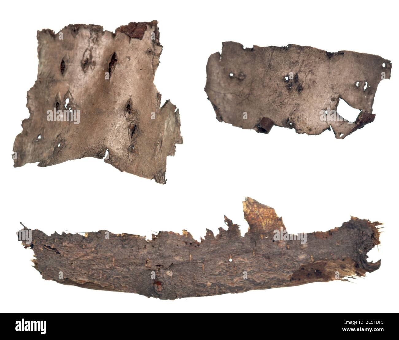 Bark isolated on white background Stock Photo - Alamy