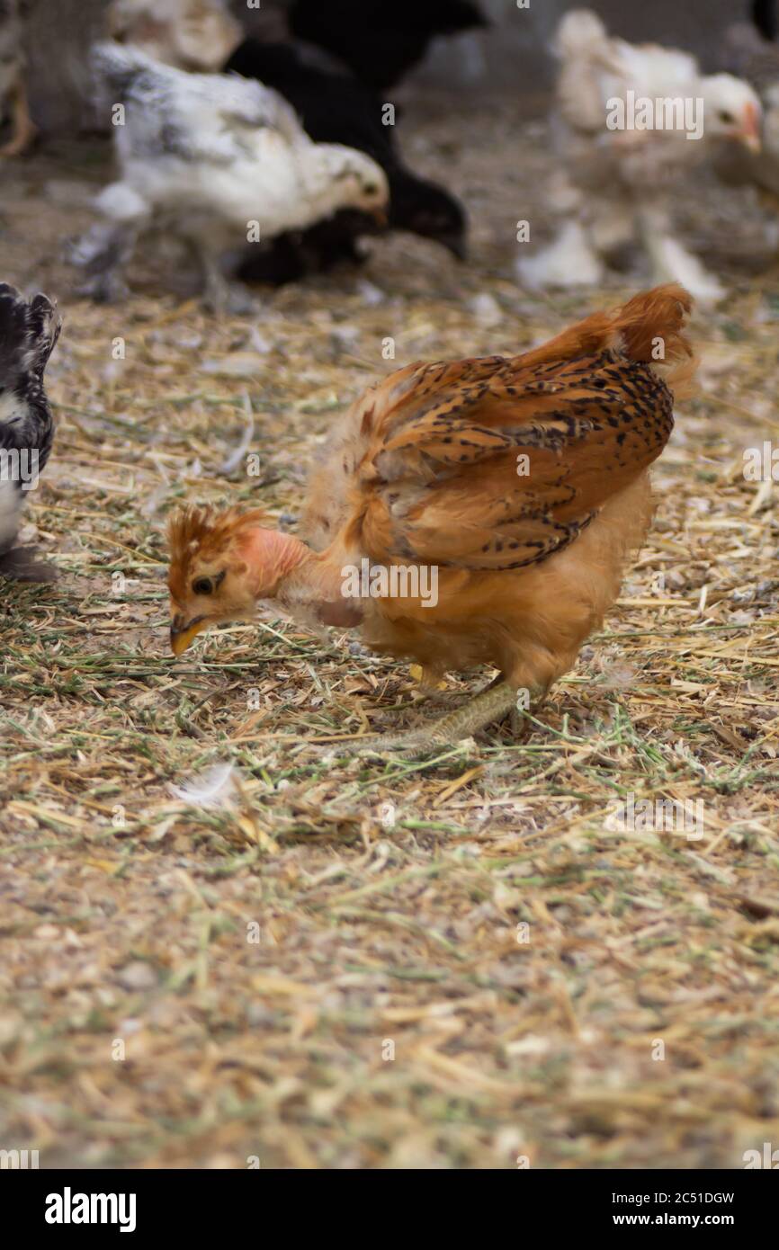 Little colorful chickens running around the garden Stock Photo - Alamy