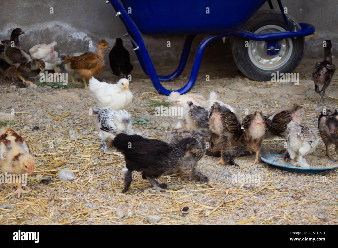 Little colorful chickens running around the garden Stock Photo - Alamy