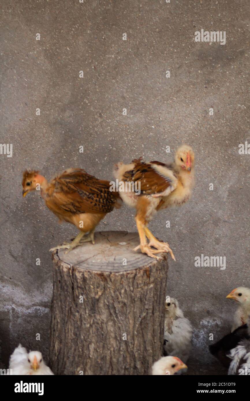 Little colorful chickens running around the garden Stock Photo - Alamy