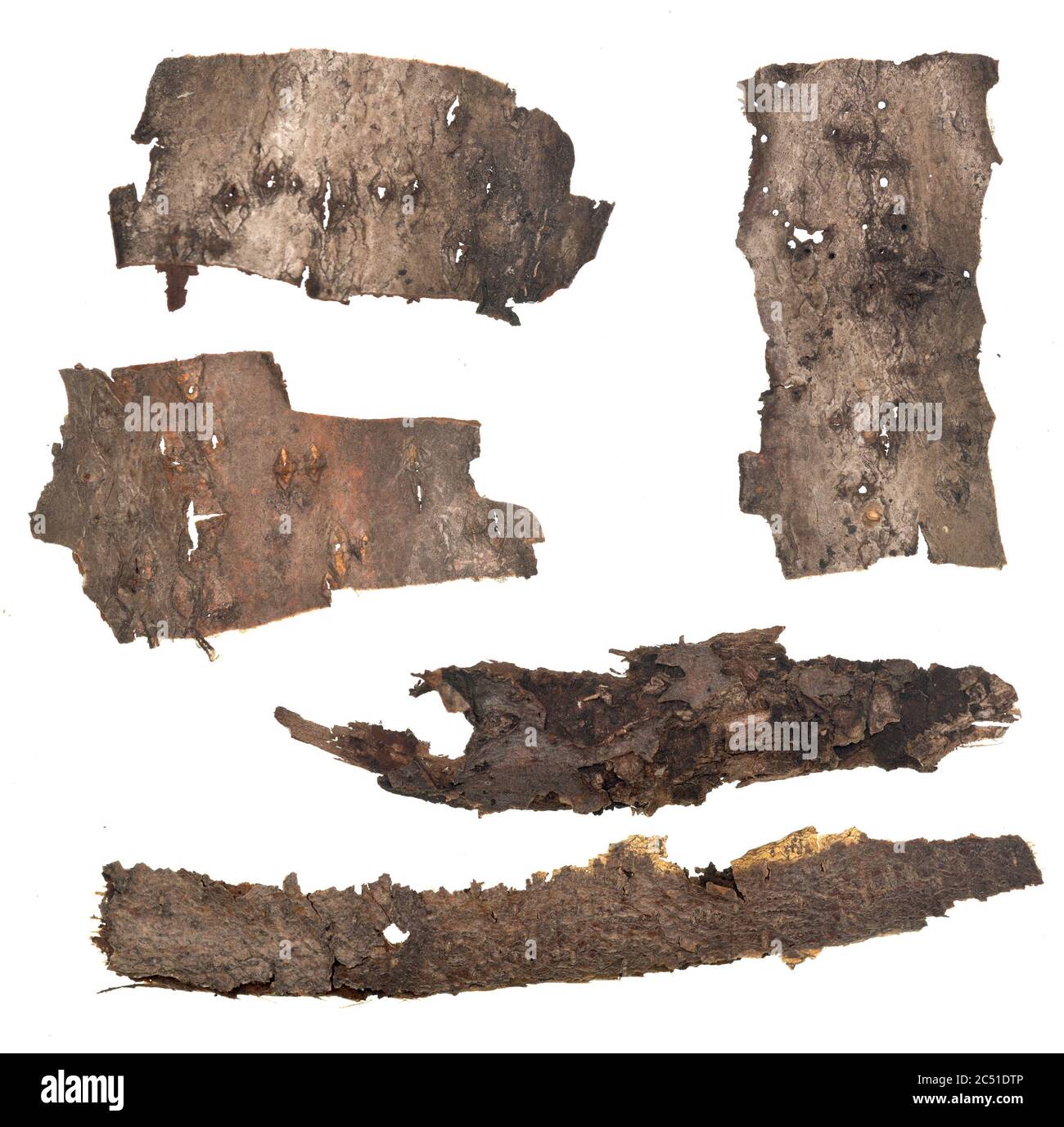 Bark isolated on white background Stock Photo - Alamy
