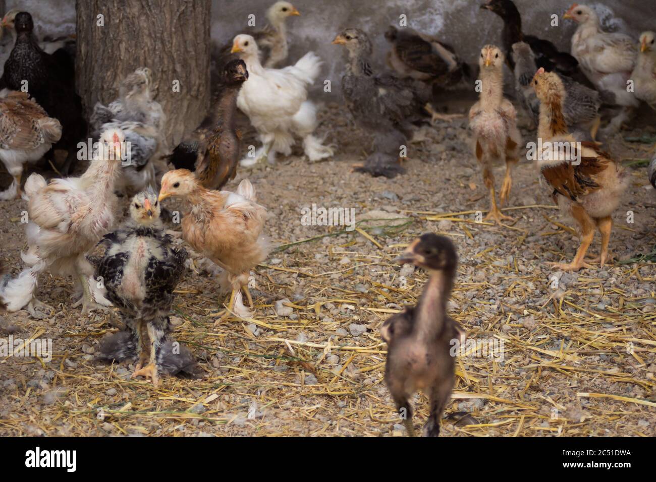 Little colorful chickens running around the garden Stock Photo - Alamy