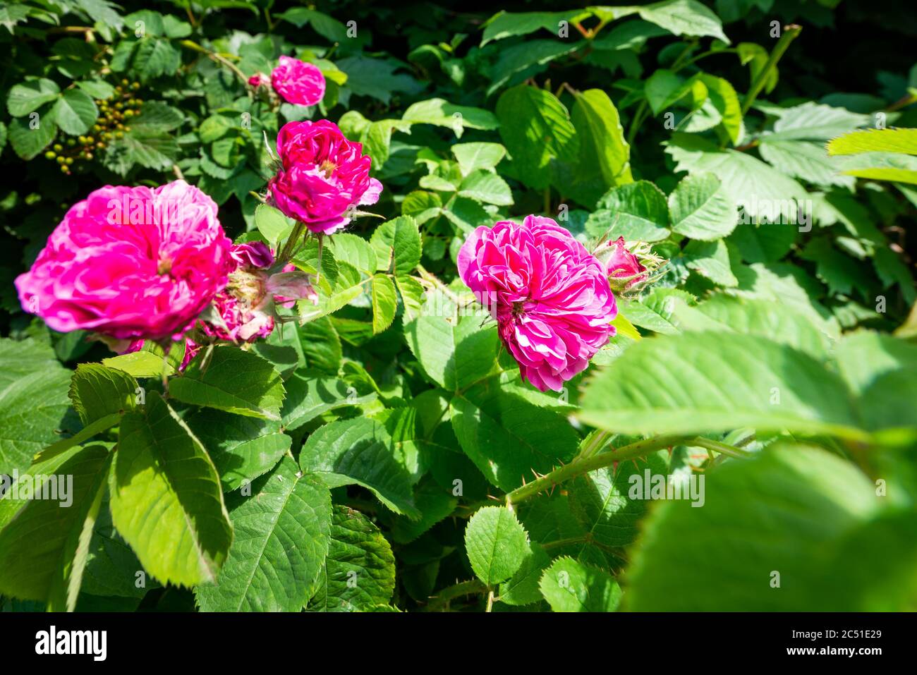 Minerva rose hi-res stock photography and images - Alamy