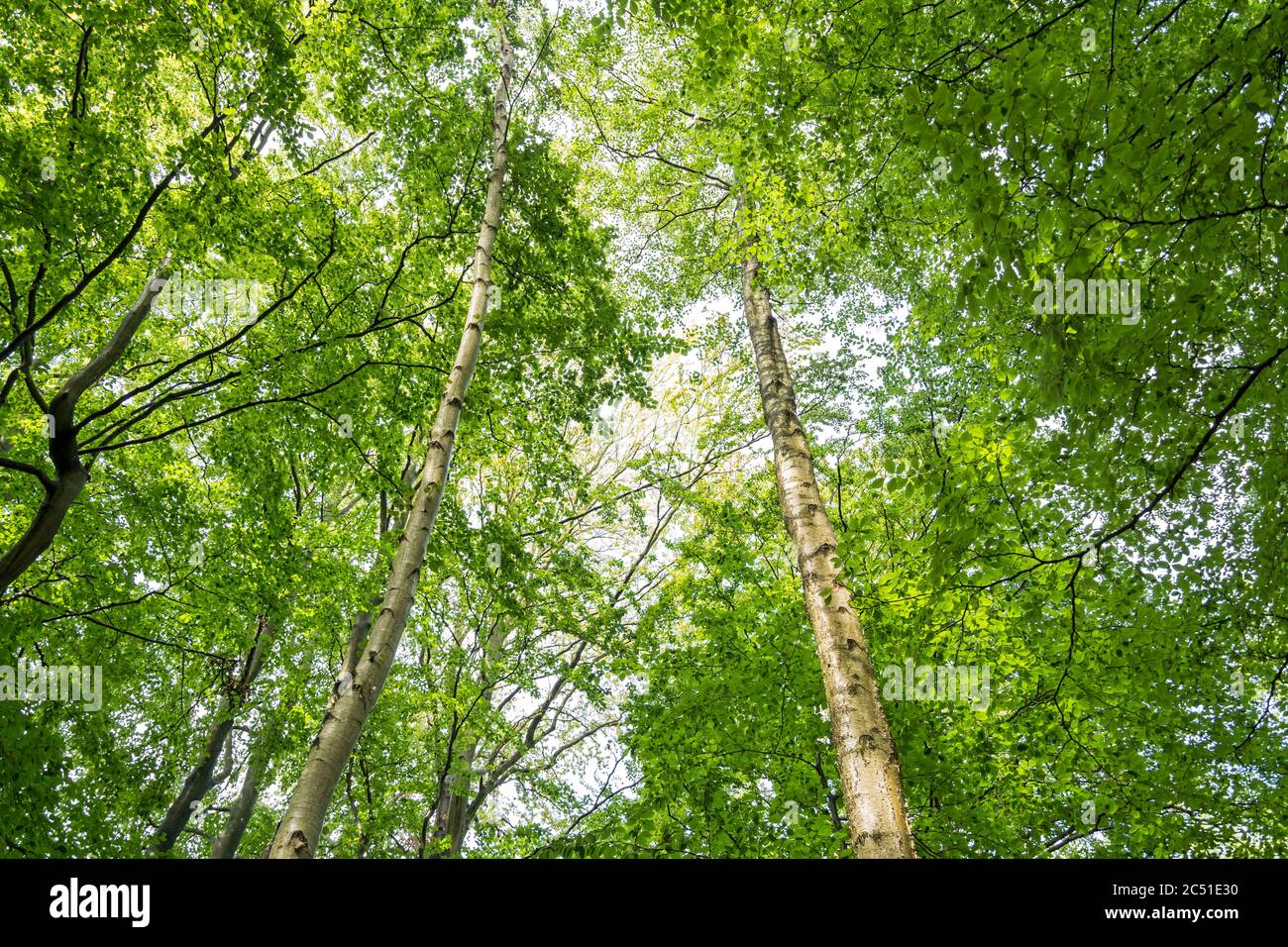 White birch trees nature hi-res stock photography and images - Alamy