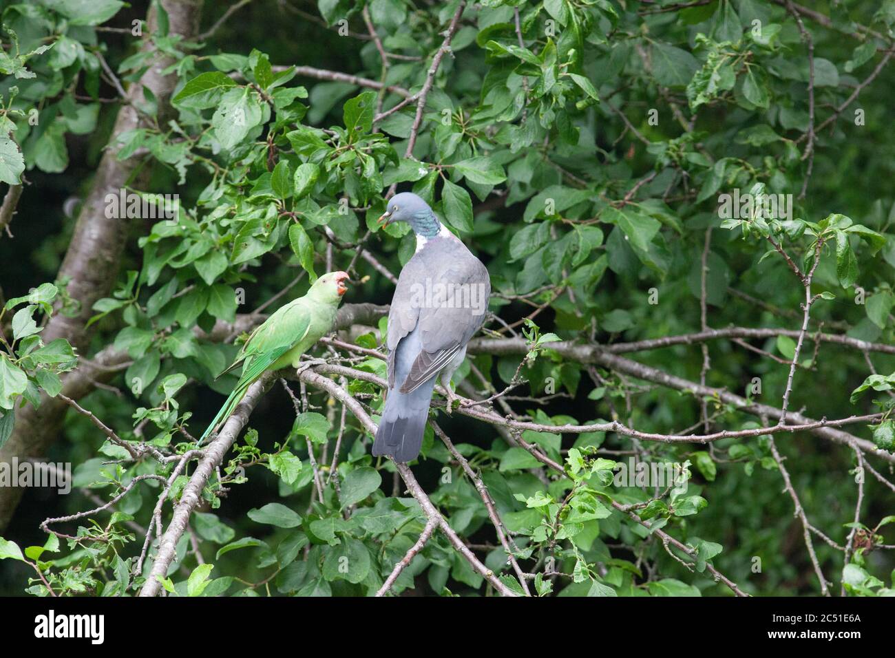 London, UK, 30 June 2020: A ring-necked parakeet and a wood pigeon vie ...