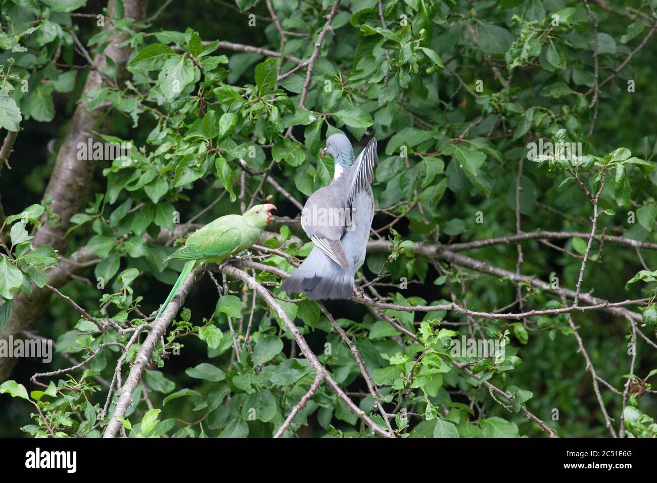 London, UK, 30 June 2020: A ring-necked parakeet and a wood pigeon vie ...