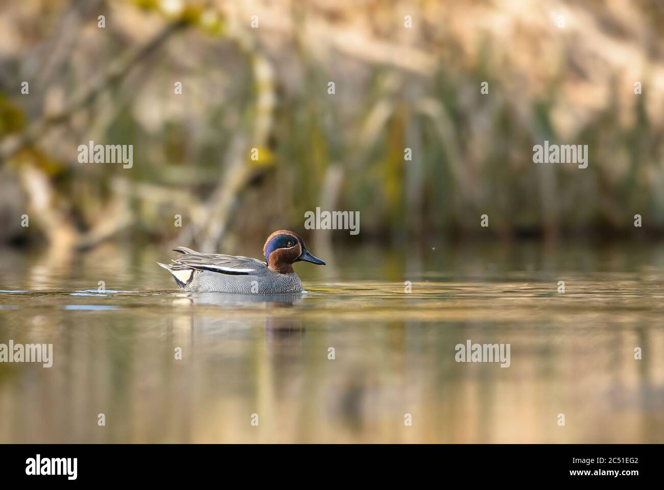 Green winged tail duck hi-res stock photography and images - Alamy