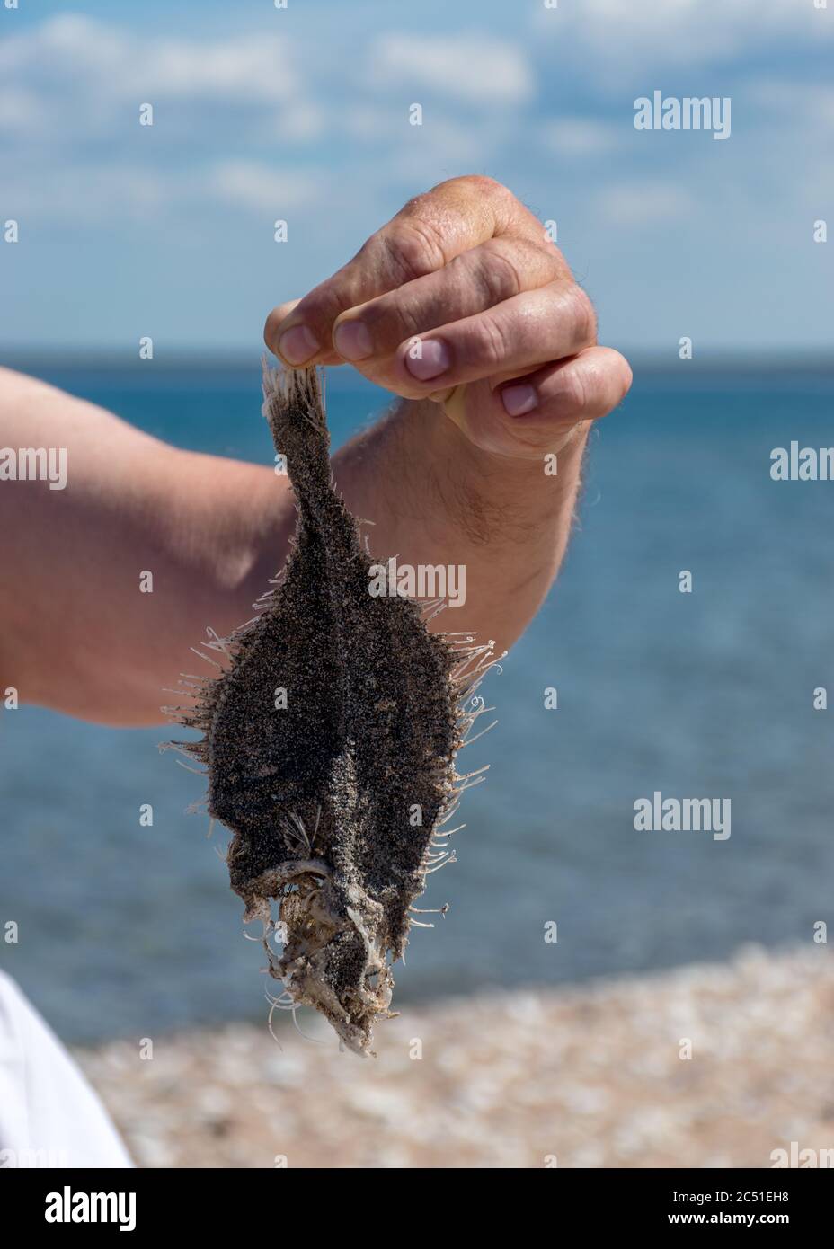 picture with dead fish skeleton fragments in a human hand Stock Photo ...