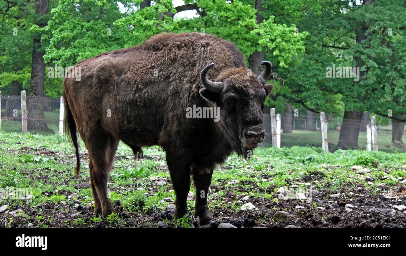 Europe and primeval forest and romania hi-res stock photography and ...