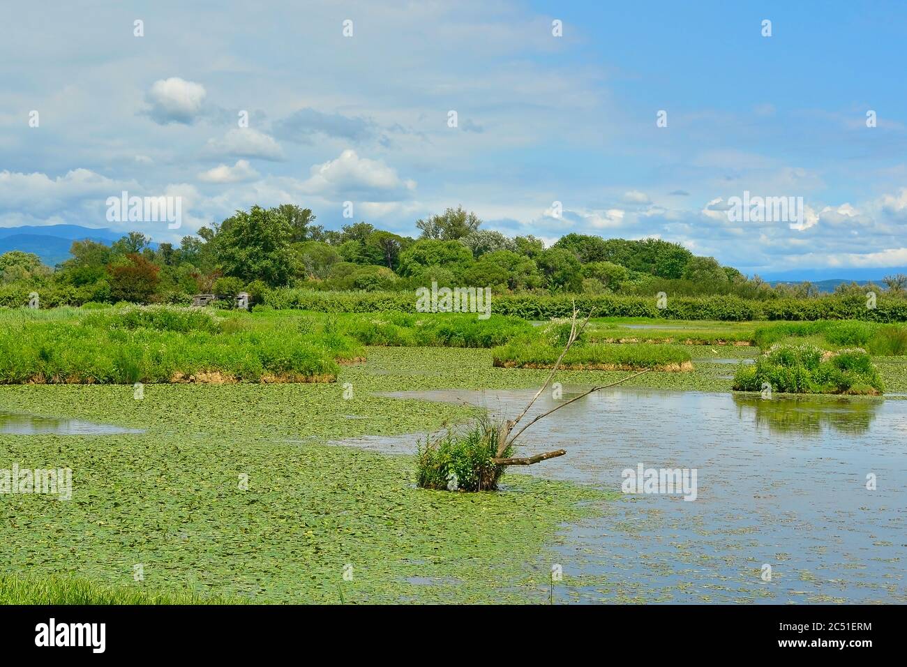 The wetlands of Isola Della Cona in Friuli-Venezia Giulia, north east ...