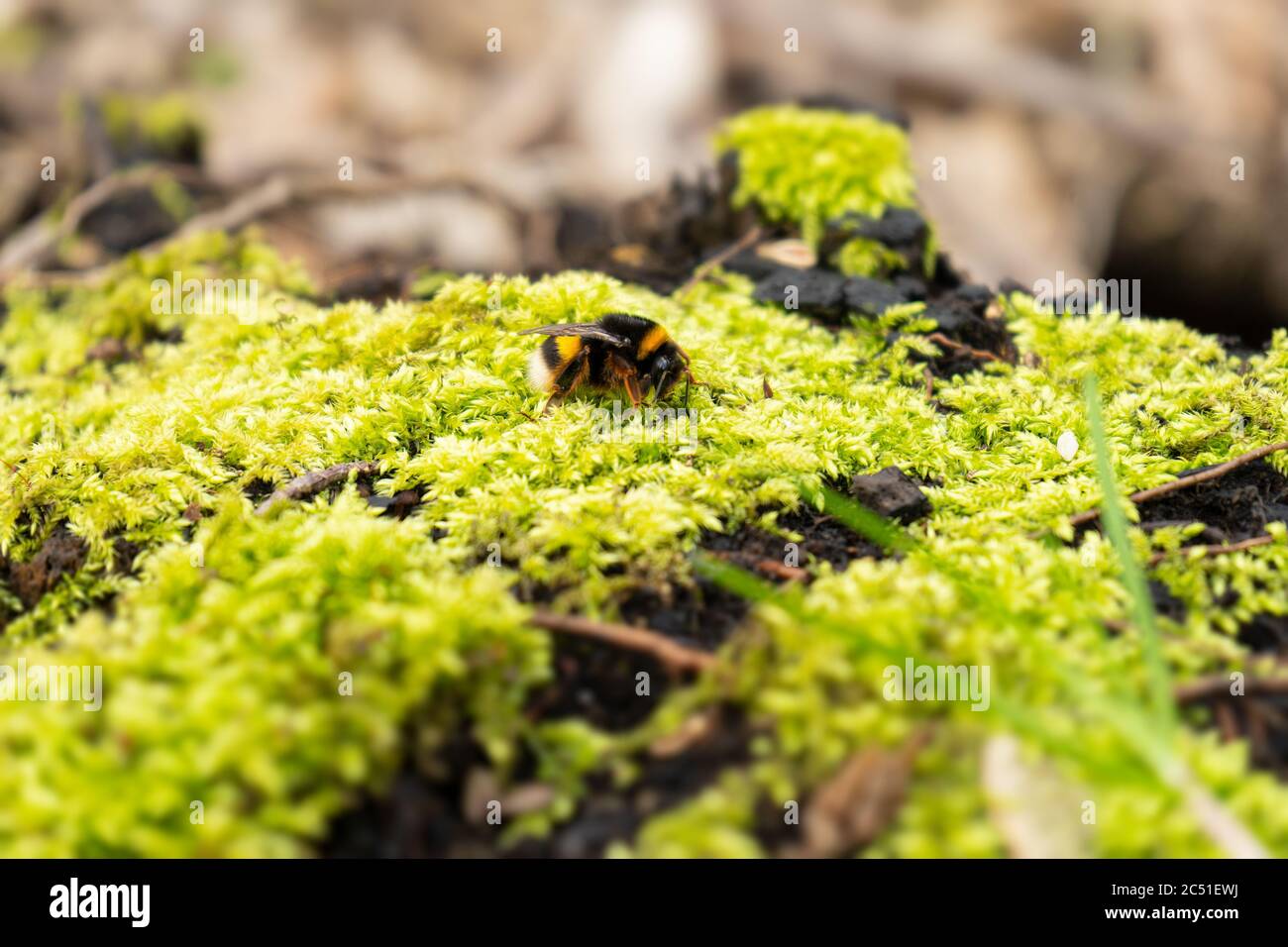 Bumblebee in the forest on the moss Stock Photo - Alamy