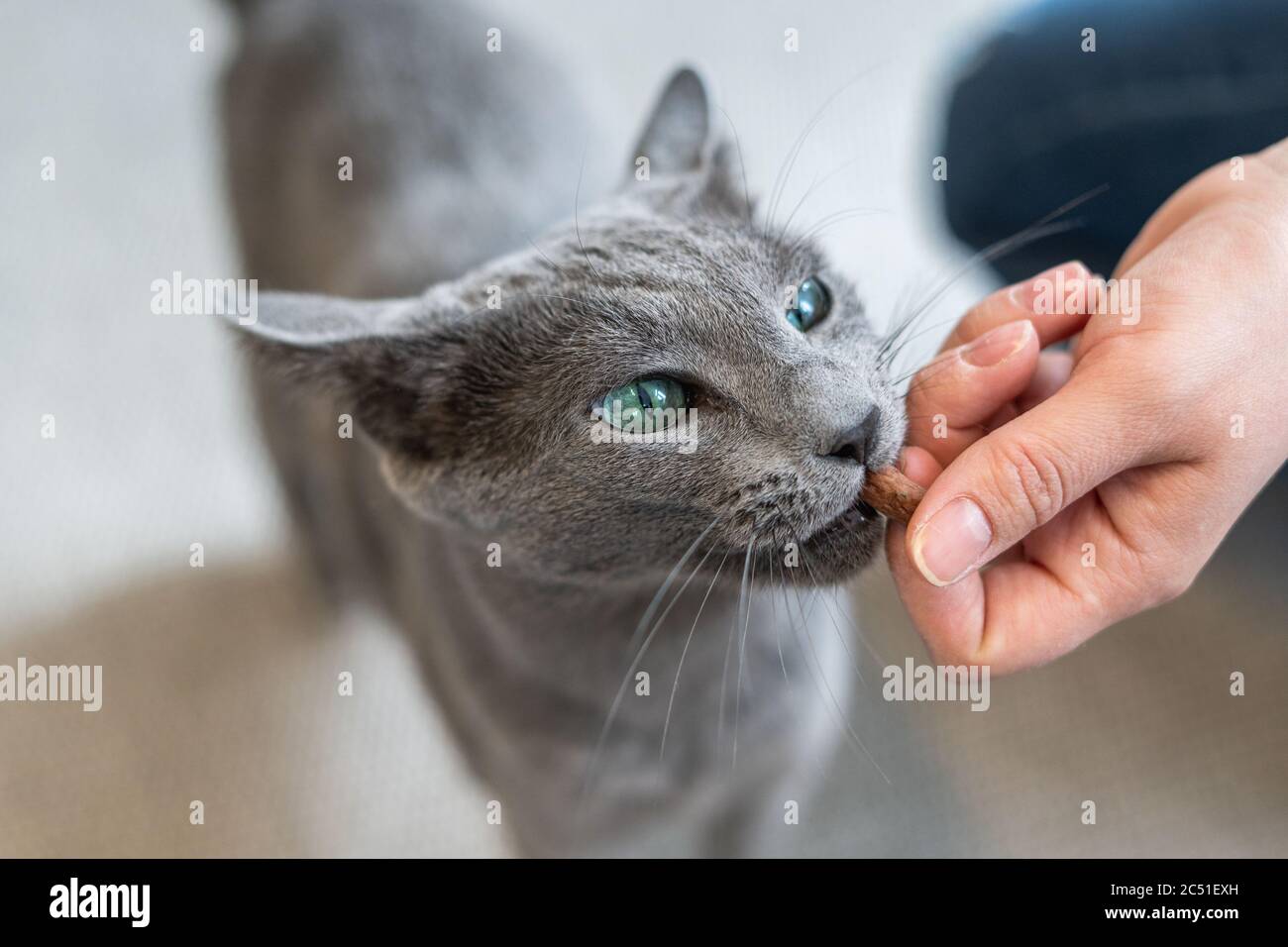 Beautiful russian blue cat hi-res stock photography and images - Alamy