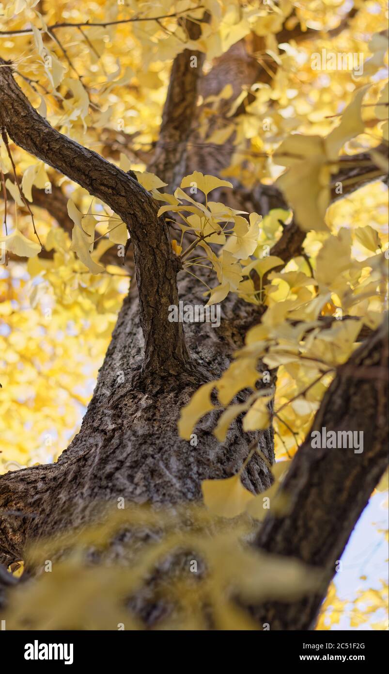 Ginkgo trees hi-res stock photography and images - Alamy