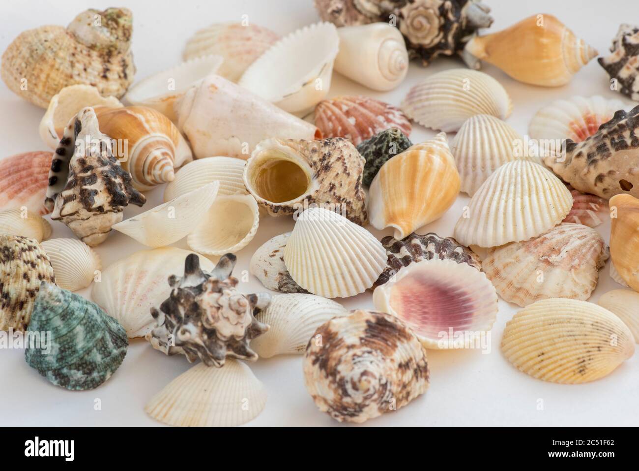 A heap of seashells on the plain white surface Stock Photo - Alamy