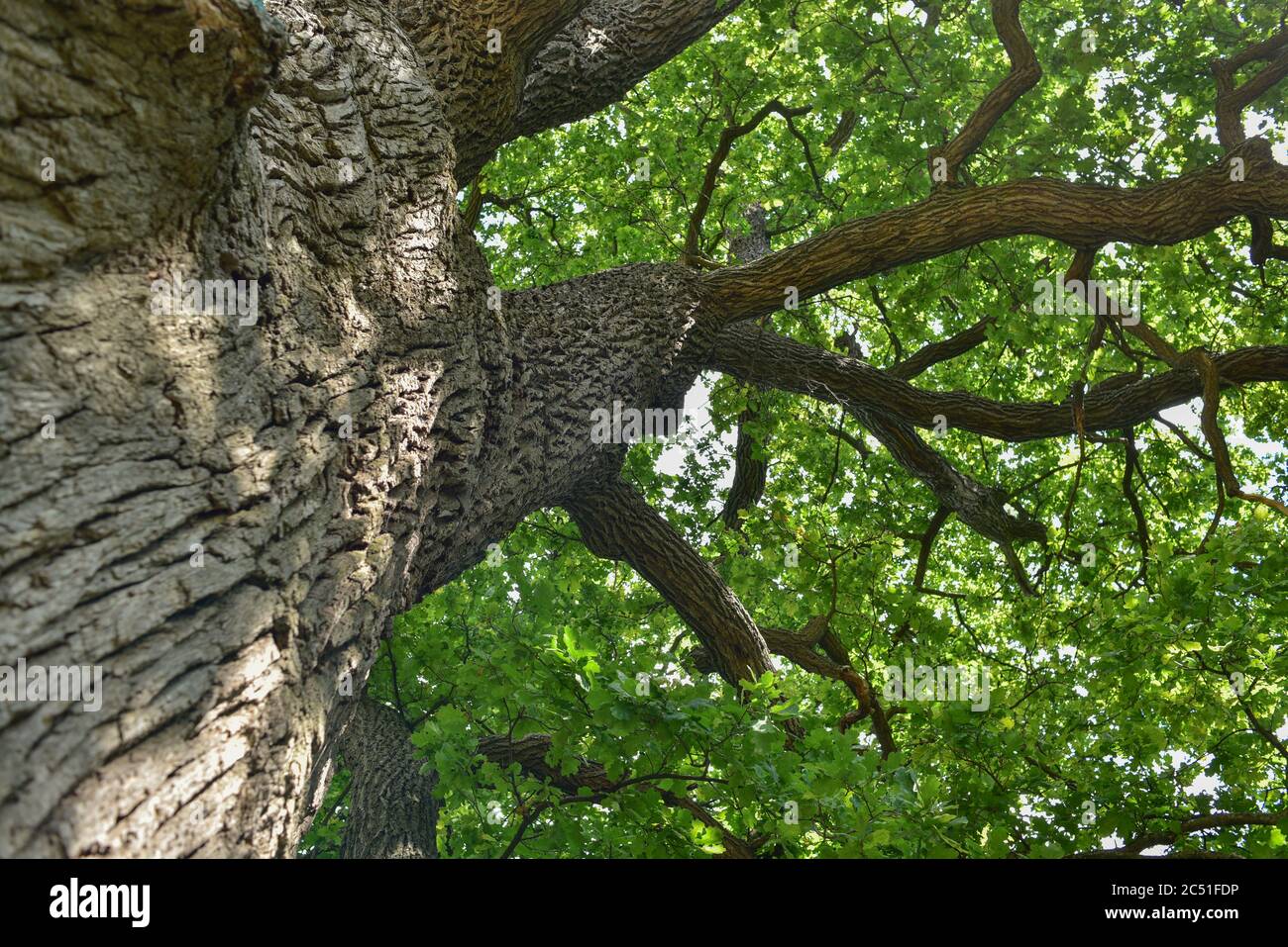 The trunk and branches of an old oak tree viewed from below. Crown of ...