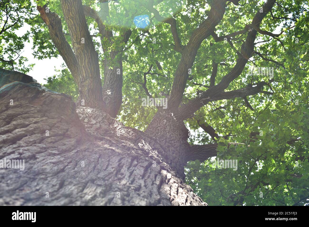 The trunk and branches of an old oak tree viewed from below. Crown of ...