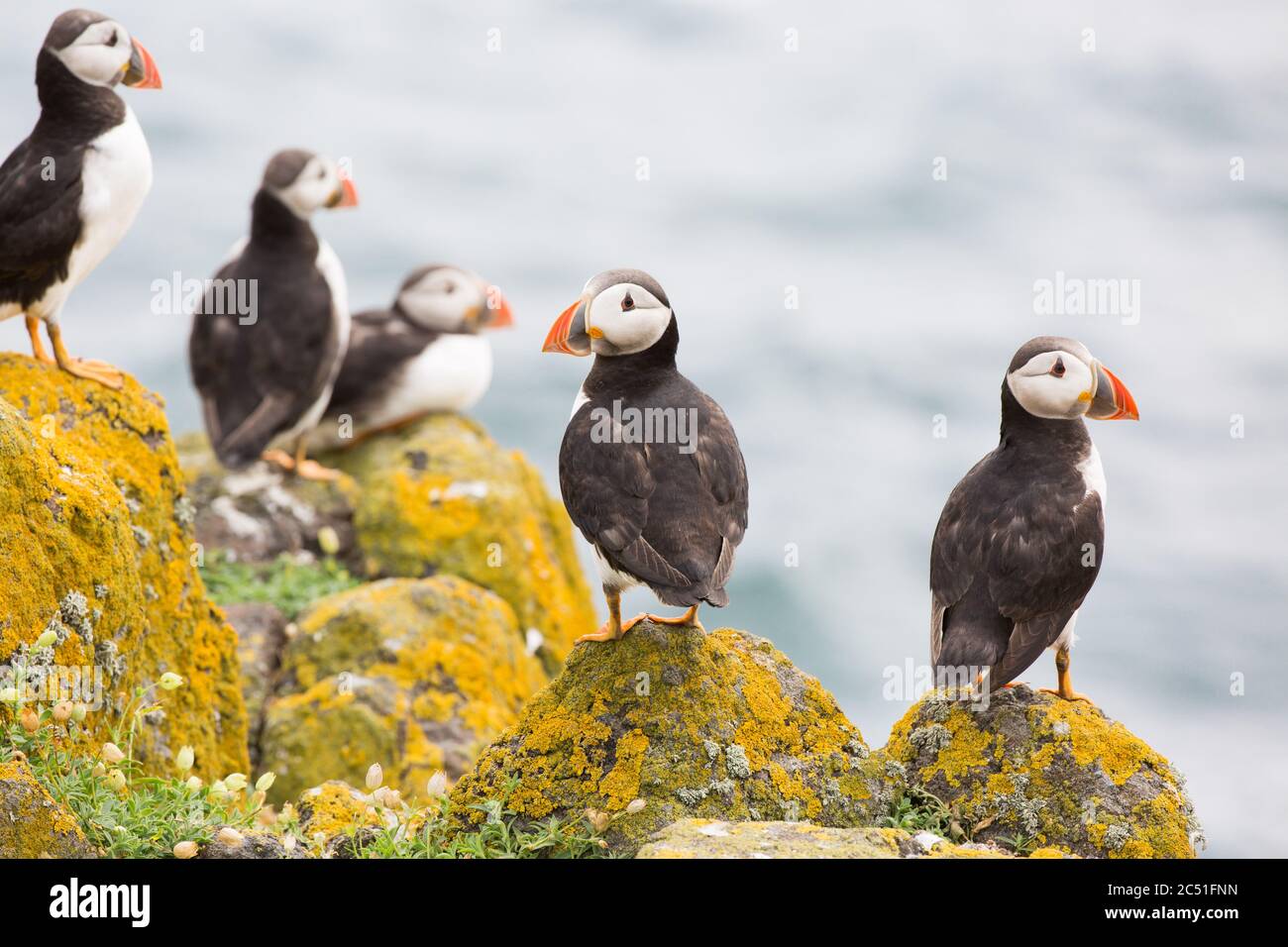 Black backed gulls on the isle of May Stock Photo - Alamy