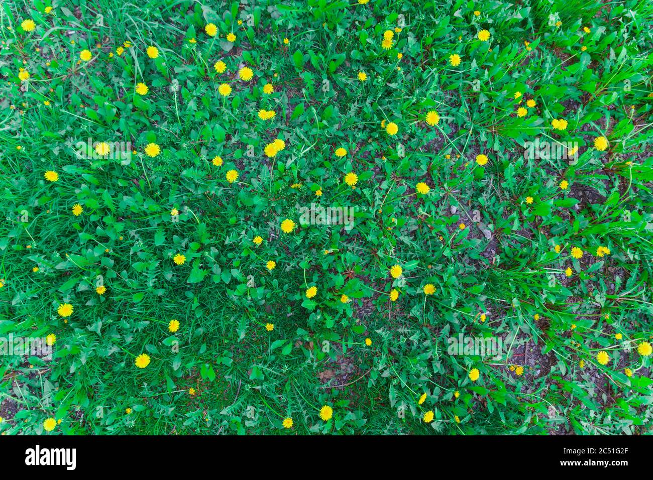 dandelion field in spring on a field with green grass Stock Photo - Alamy