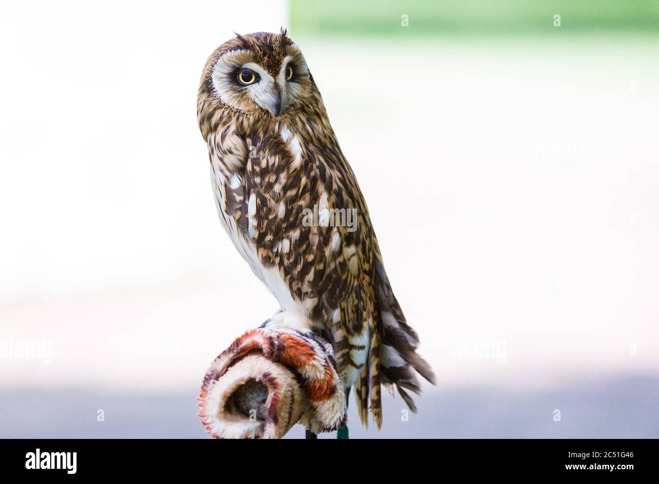 A small owl on a rack looks away Stock Photo - Alamy