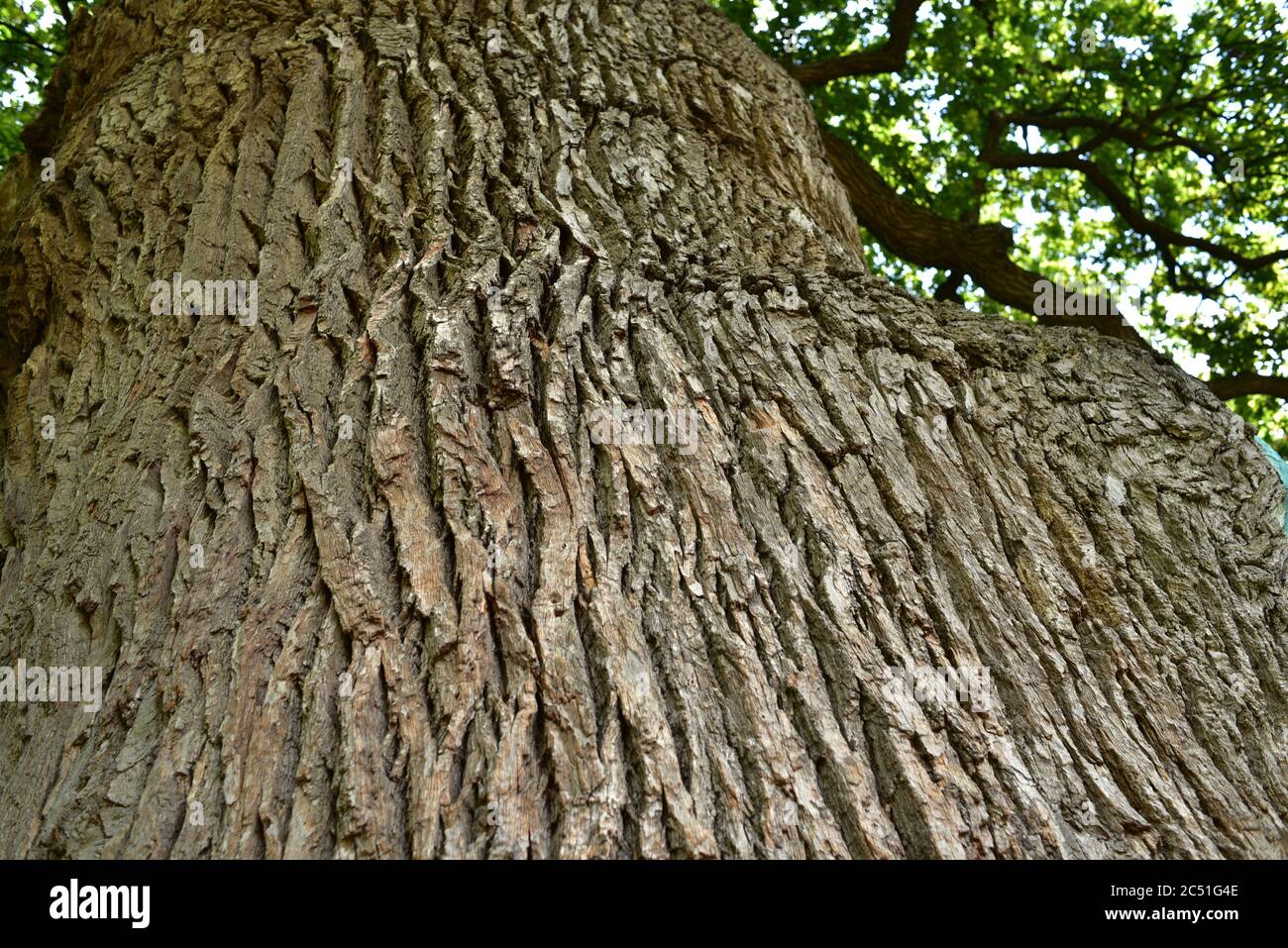 The trunk and branches of an old oak tree viewed from below. Crown of ...