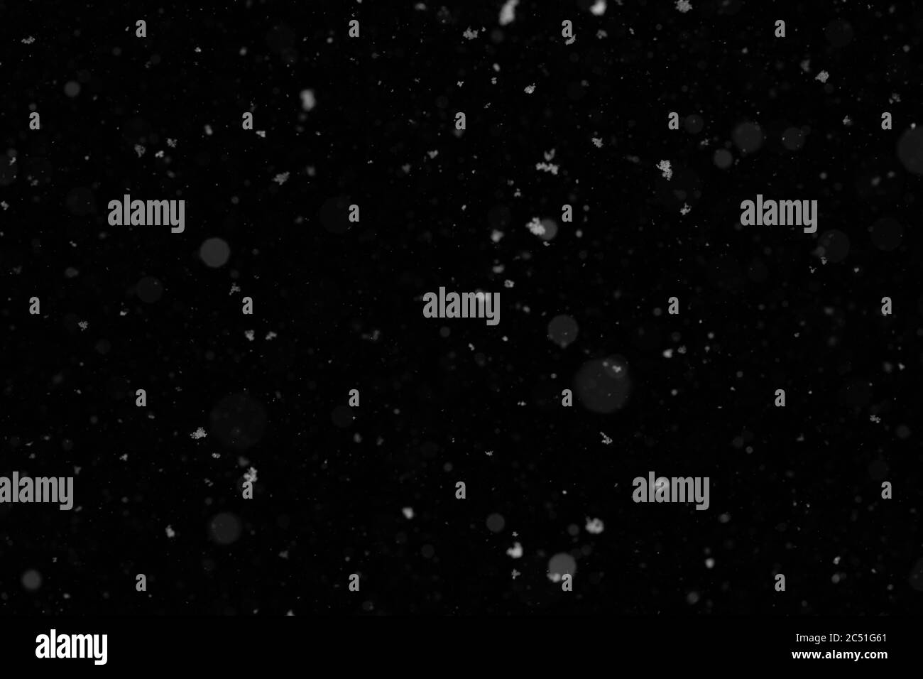 Snow. Falling down real snowflakes on a black background. Design ...