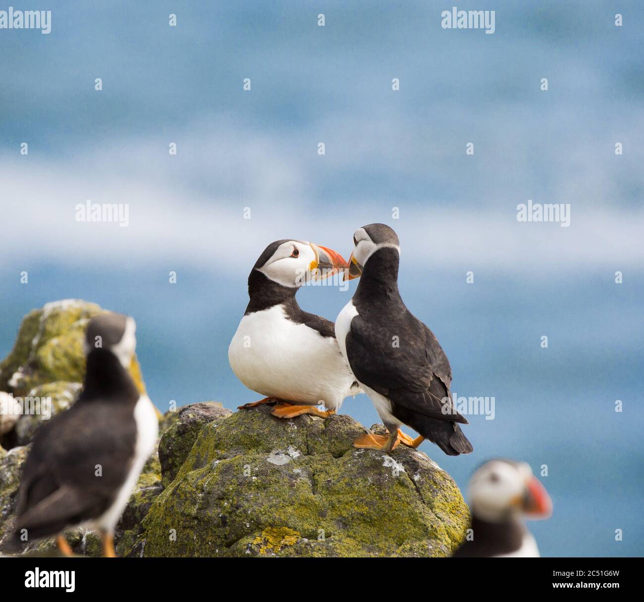 Black backed gulls on the isle of May Stock Photo - Alamy