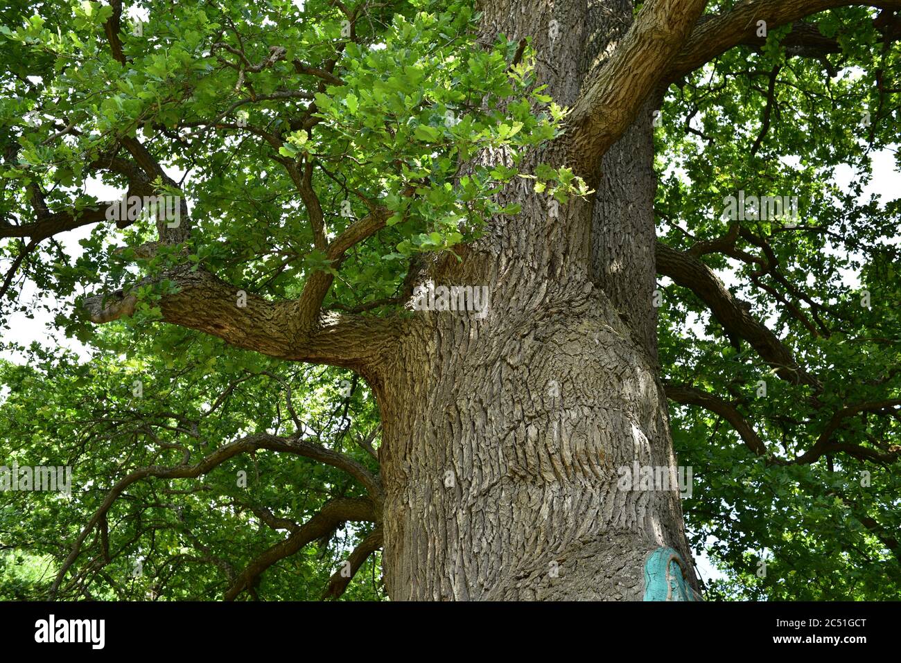 The trunk and branches of an old oak tree viewed from below. Crown of ...