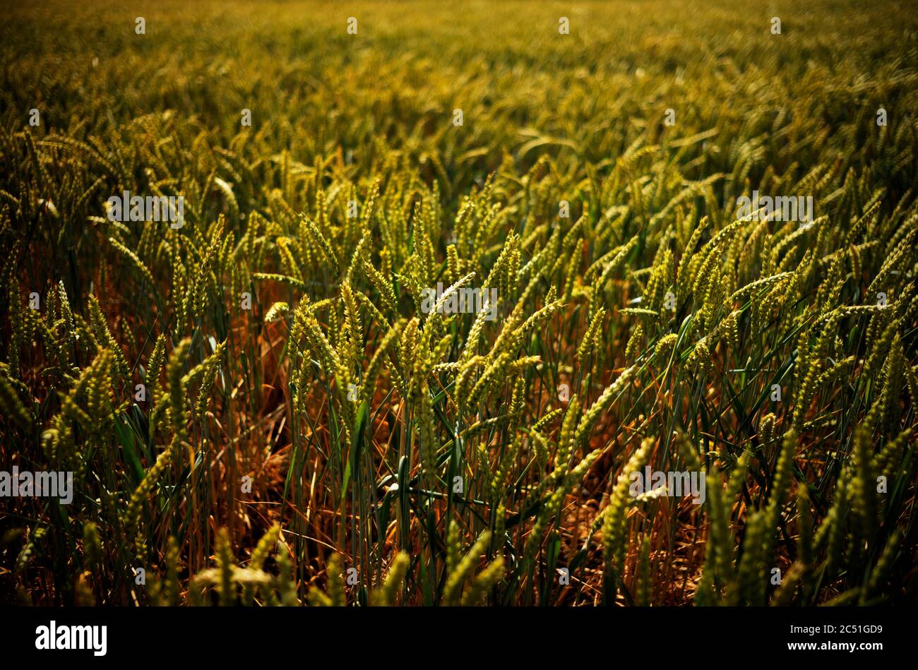 Wheat growing field hi-res stock photography and images - Alamy