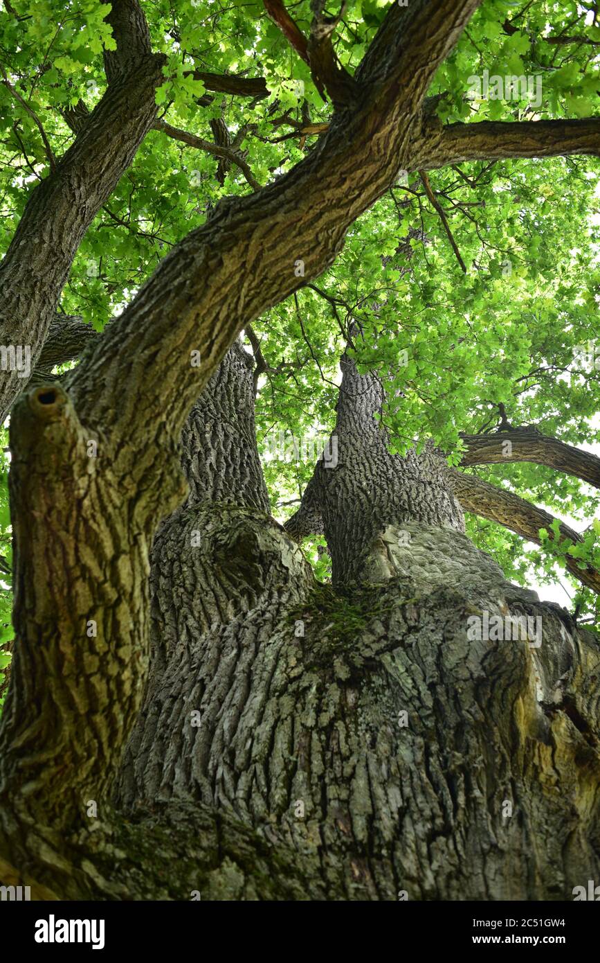 The trunk and branches of an old oak tree viewed from below. Crown of ...