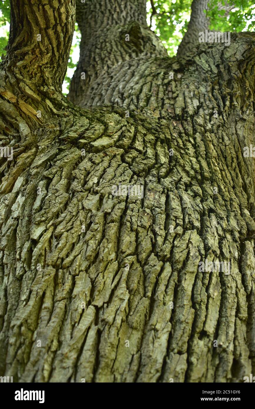 The trunk and branches of an old oak tree viewed from below. Crown of ...