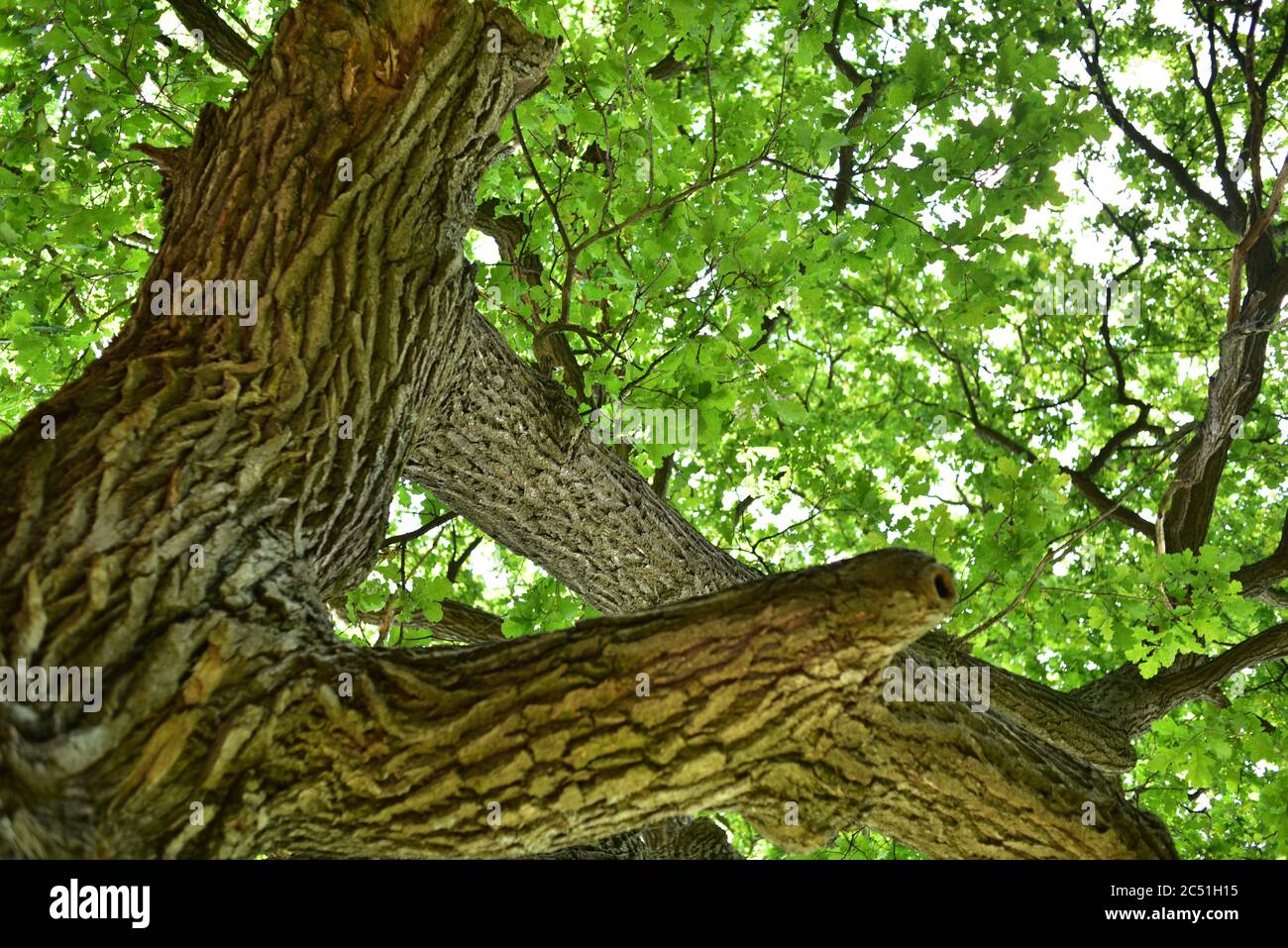 The trunk and branches of an old oak tree viewed from below. Crown of ...