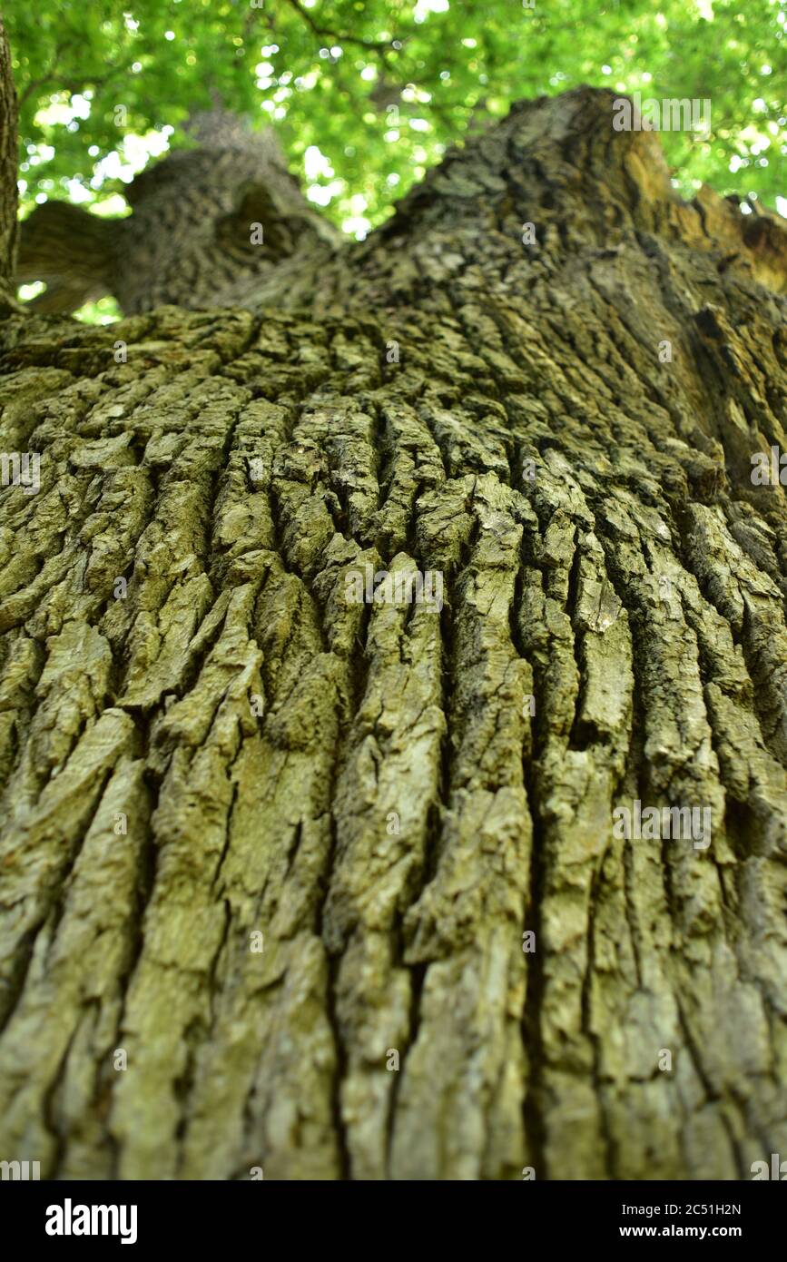 The trunk and branches of an old oak tree viewed from below. Crown of ...