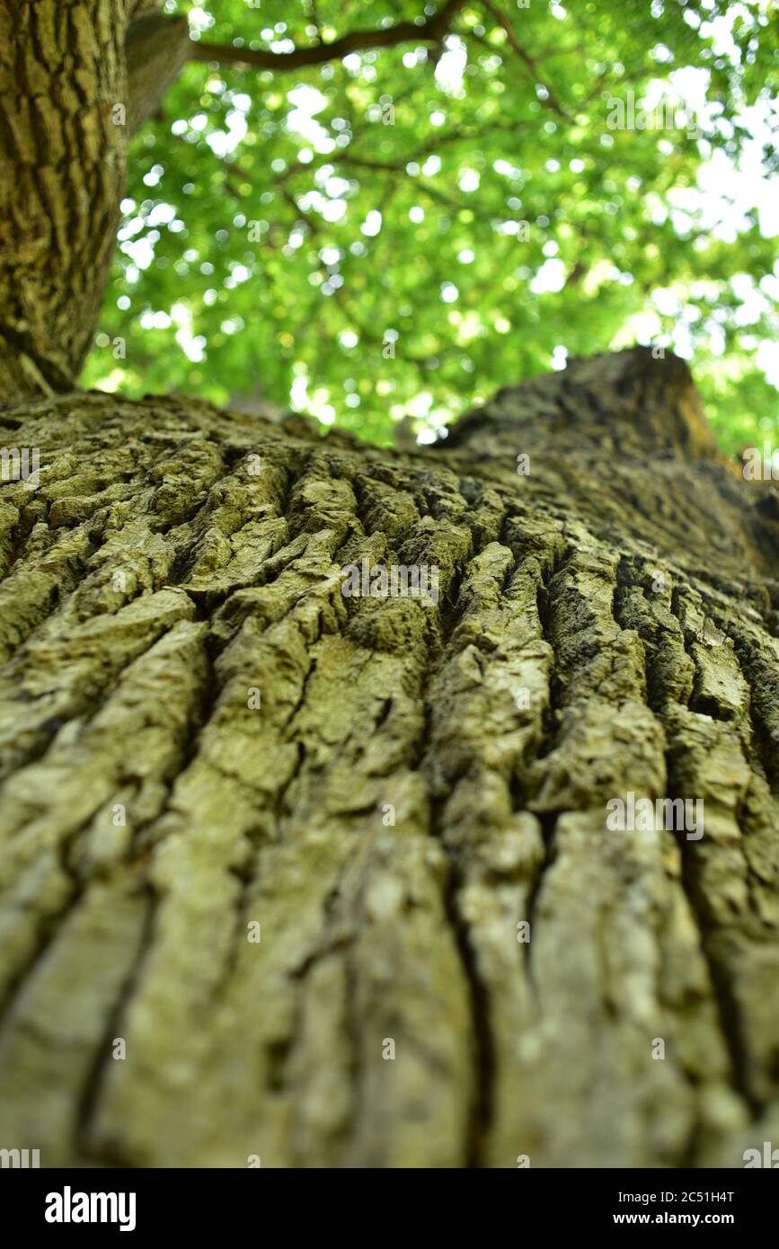 The trunk and branches of an old oak tree viewed from below. Crown of ...