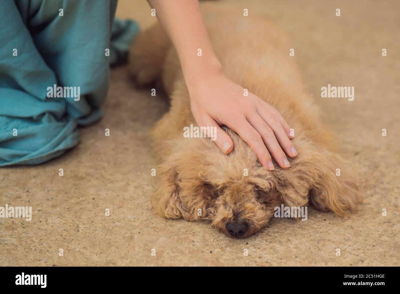 Hand stroking a dog. Animal Protection Concept Stock Photo - Alamy