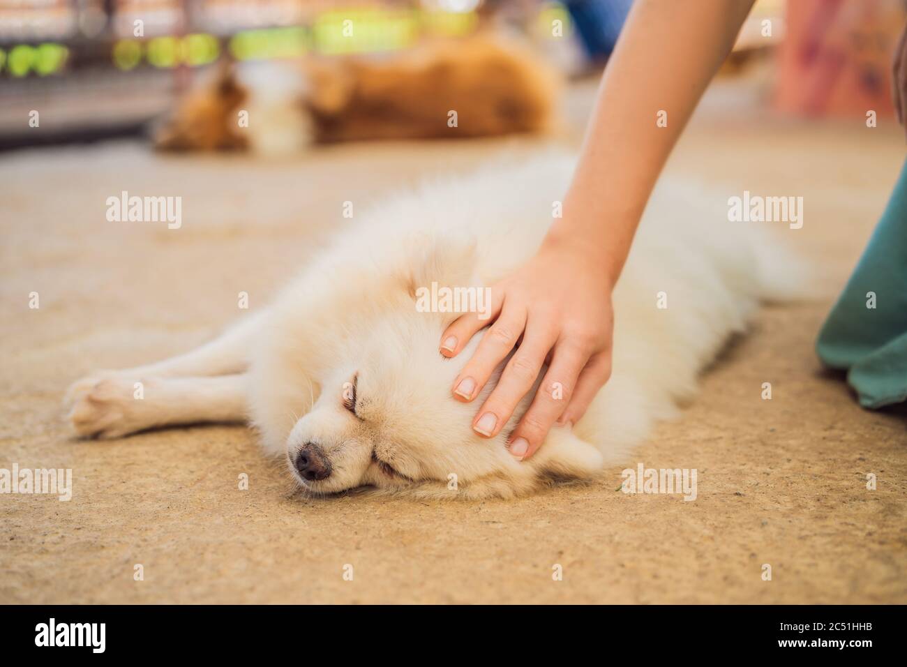 Canine protection hi-res stock photography and images - Alamy