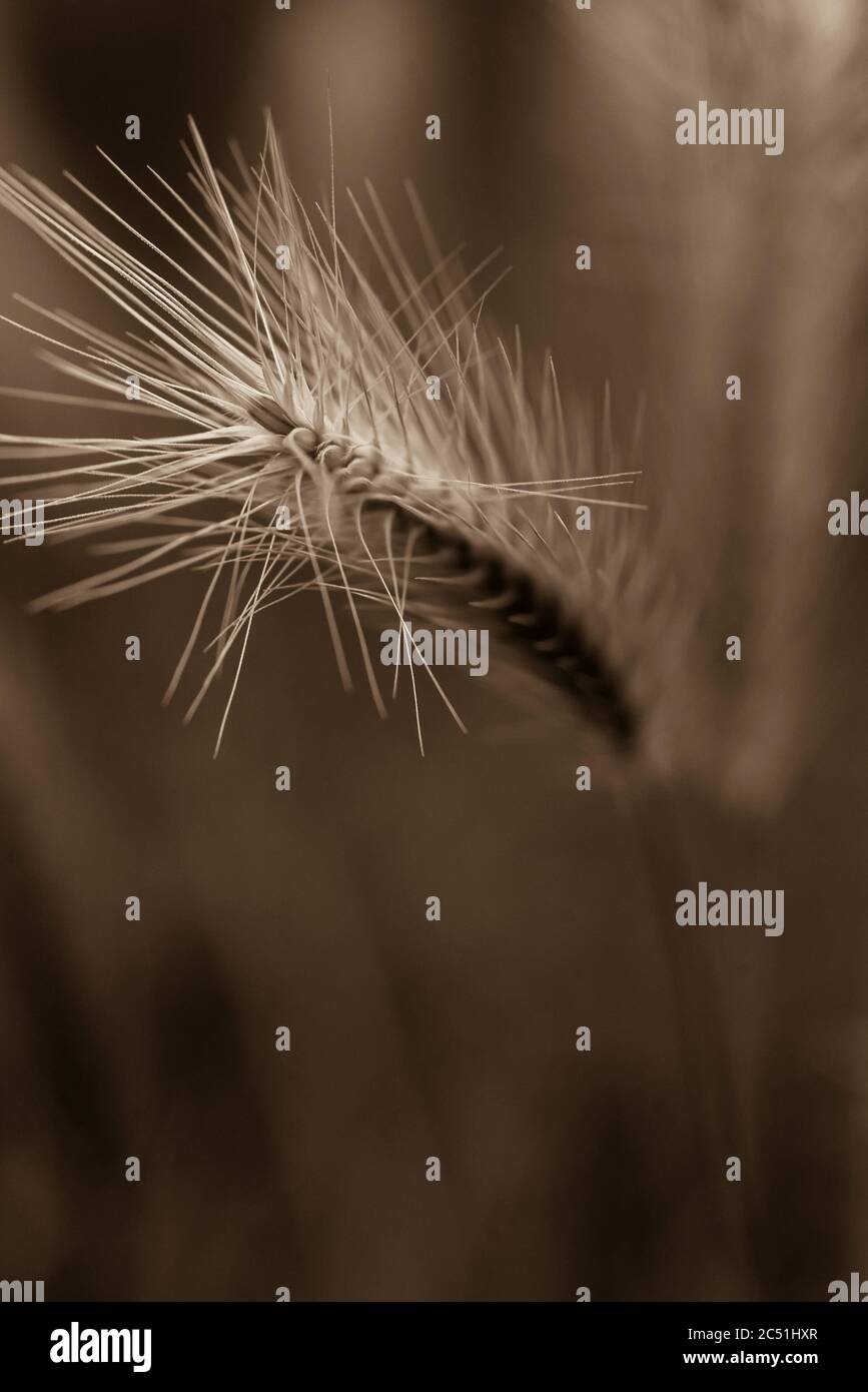 Corn cereal grain farming barley malt hi-res stock photography and ...