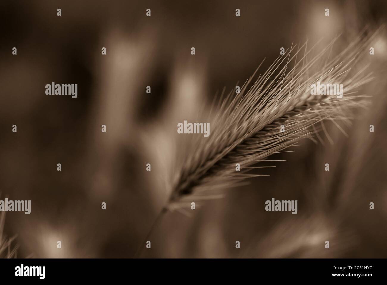 Barley out of focus, abstract photography, nice Barley, fine art photo ...